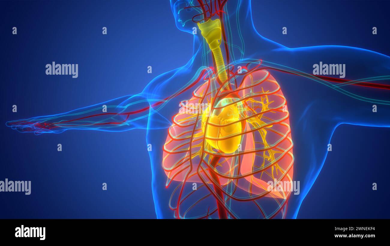 Human Respiratory System Lungs Anatomy Stock Photo - Alamy