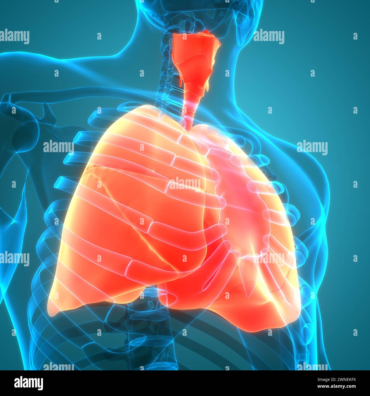 Human Respiratory System Lungs Anatomy Stock Photo - Alamy