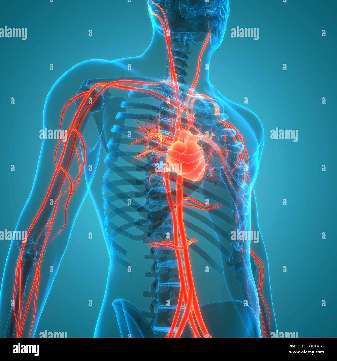 Human Circulatory System Heart Anatomy Stock Photo - Alamy