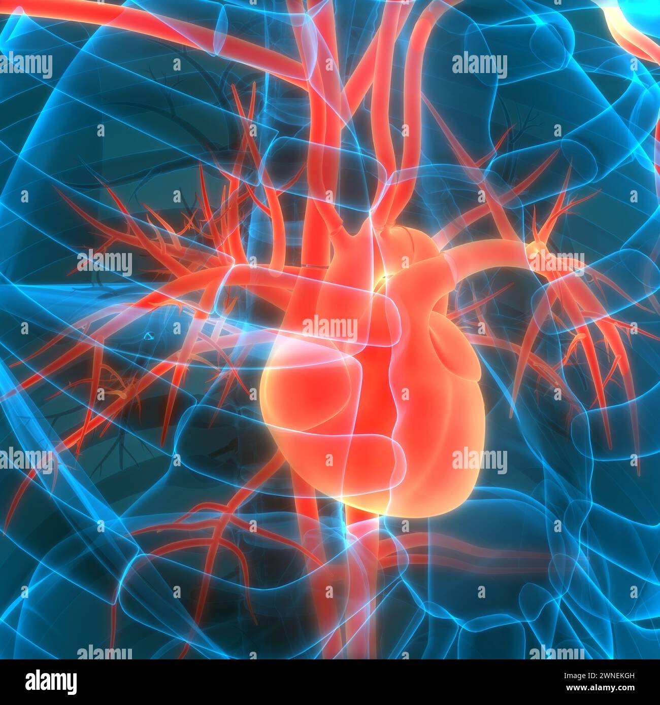 Human Circulatory System Heart Anatomy Stock Photo - Alamy