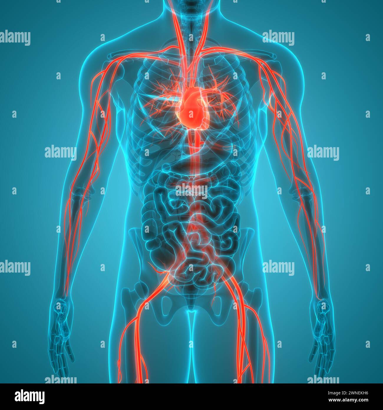 Human Circulatory System Heart Anatomy Stock Photo - Alamy