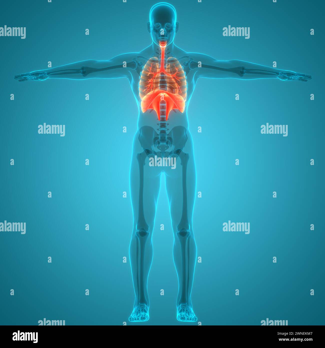 Human Respiratory System Lungs Anatomy Stock Photo - Alamy