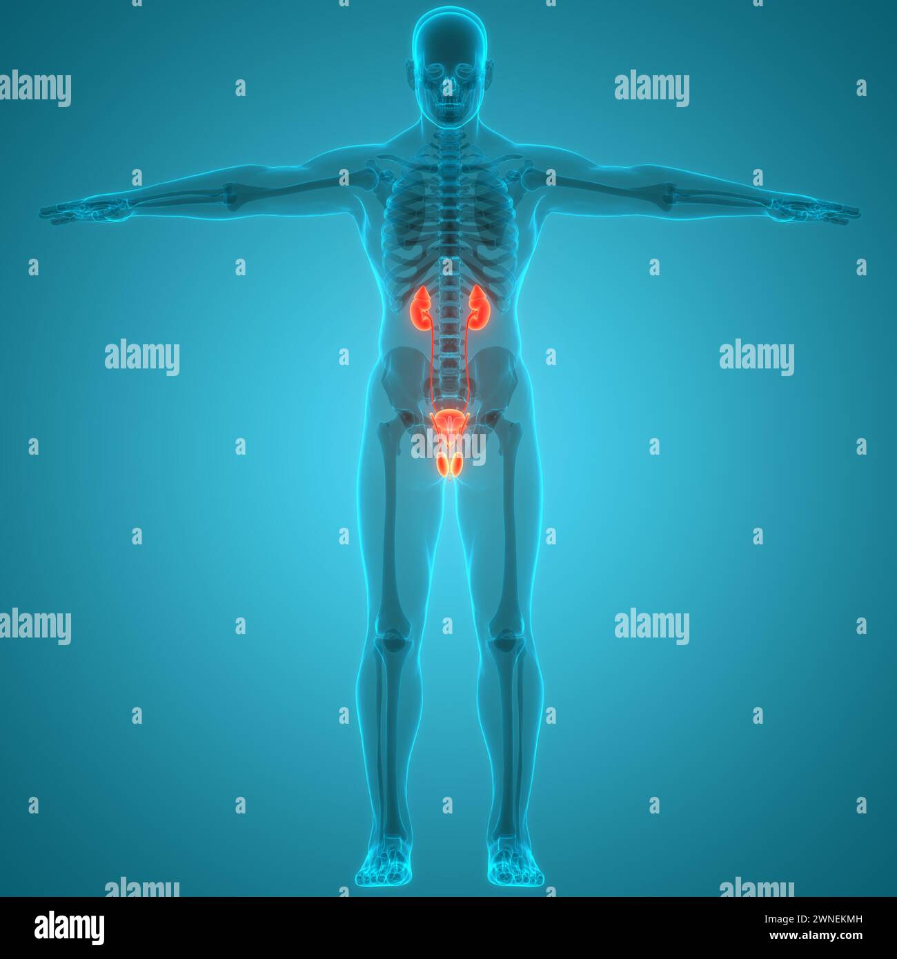 Human Urinary System Kidneys with Bladder Anatomy Stock Photo - Alamy