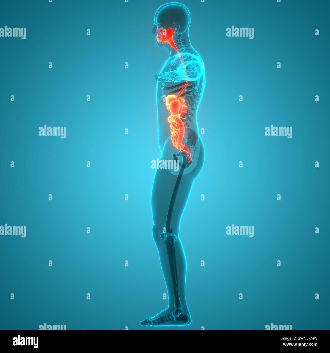 Human Digestive System Anatomy Stock Photo - Alamy