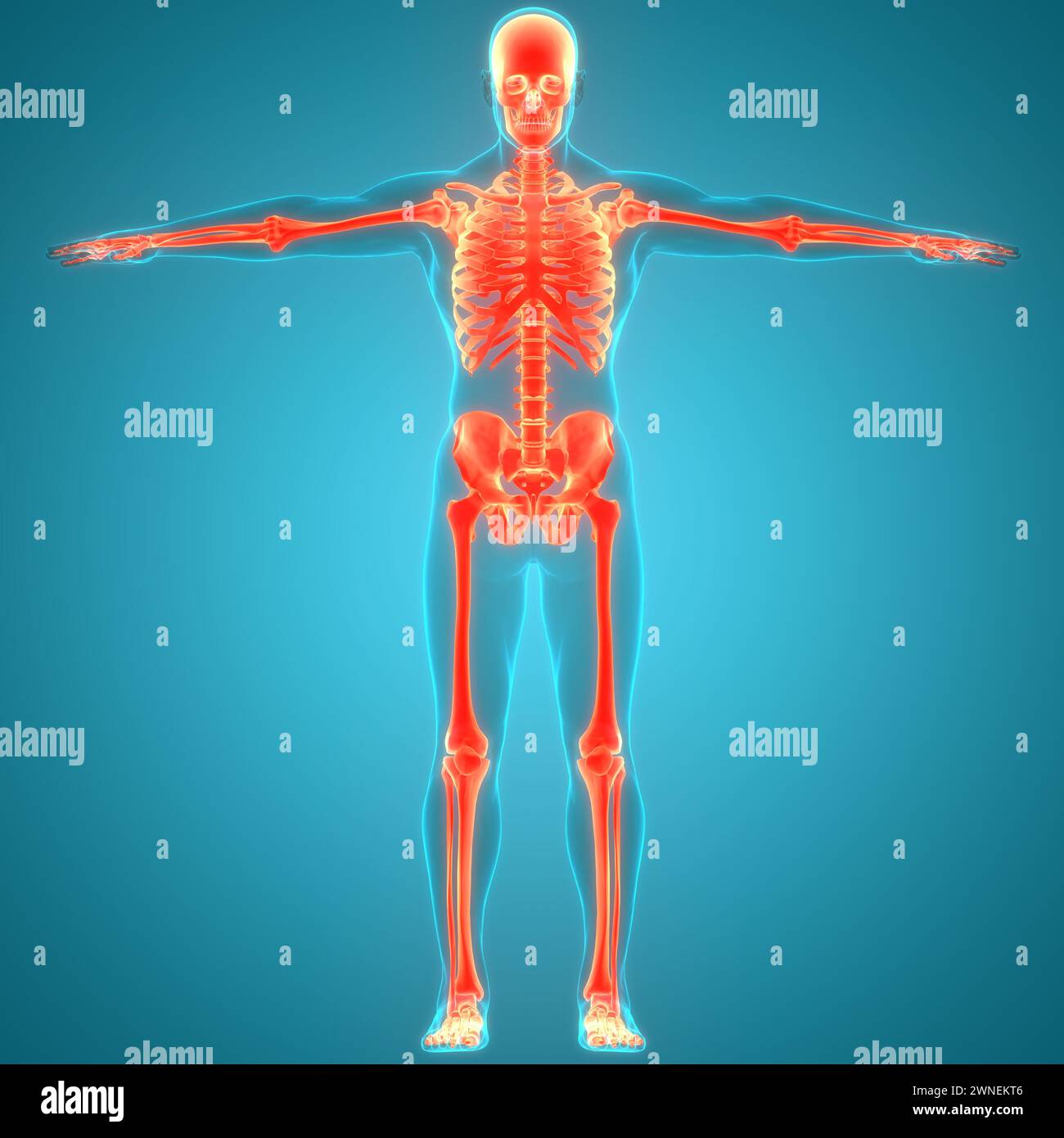 Human Skeleton System Bone Joints Anatomy Stock Photo - Alamy