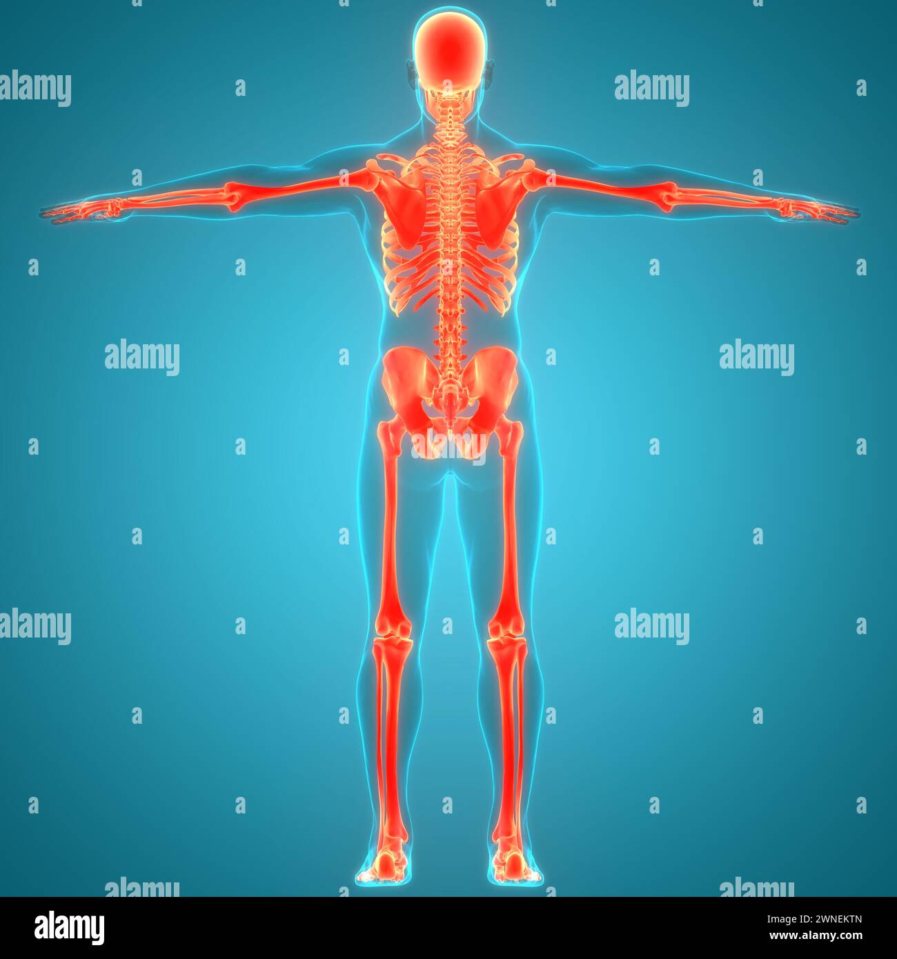Human Skeleton System Bone Joints Anatomy Stock Photo - Alamy