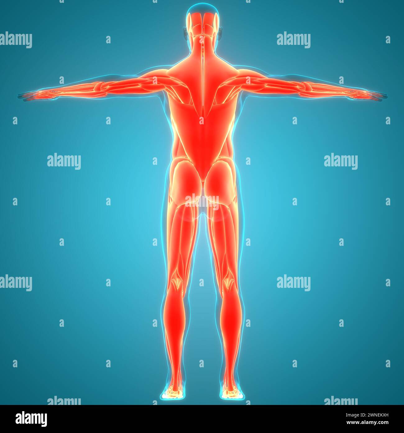 Human Body Muscular System Muscles Anatomy Stock Photo - Alamy