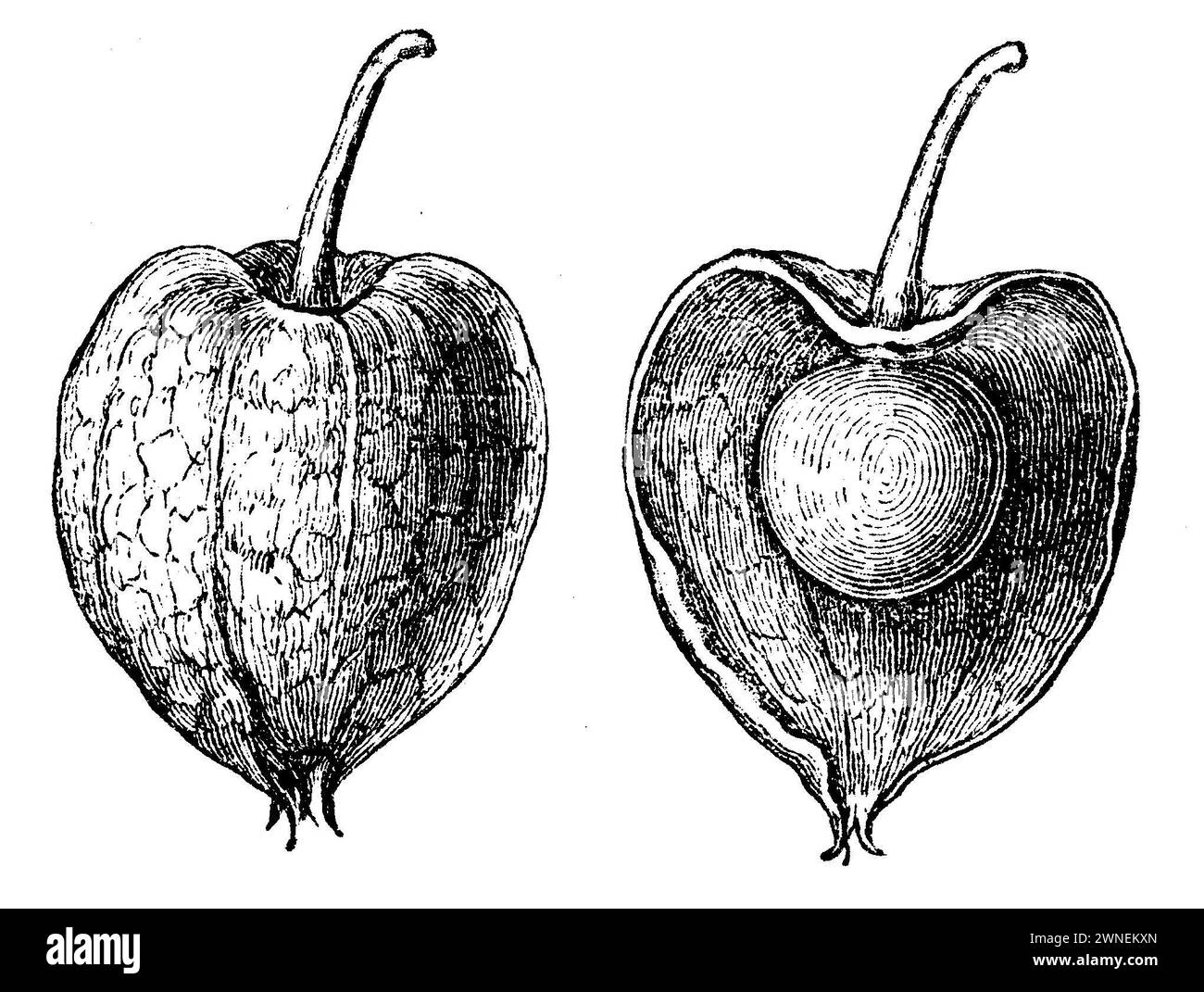 Peruvian groundcherry, Physalis peruviana, (encyclopedia, 1898 ...