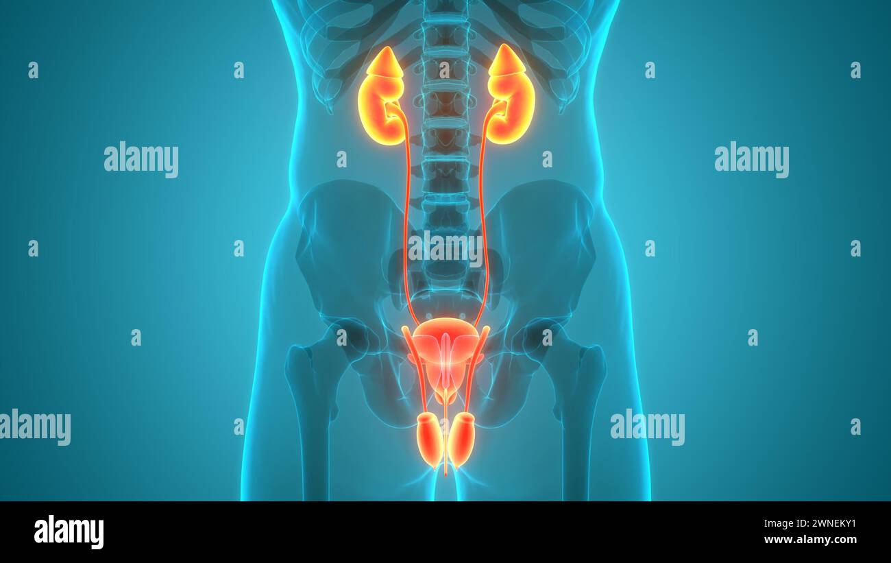 Human Urinary System Kidneys with Bladder Anatomy Stock Photo - Alamy