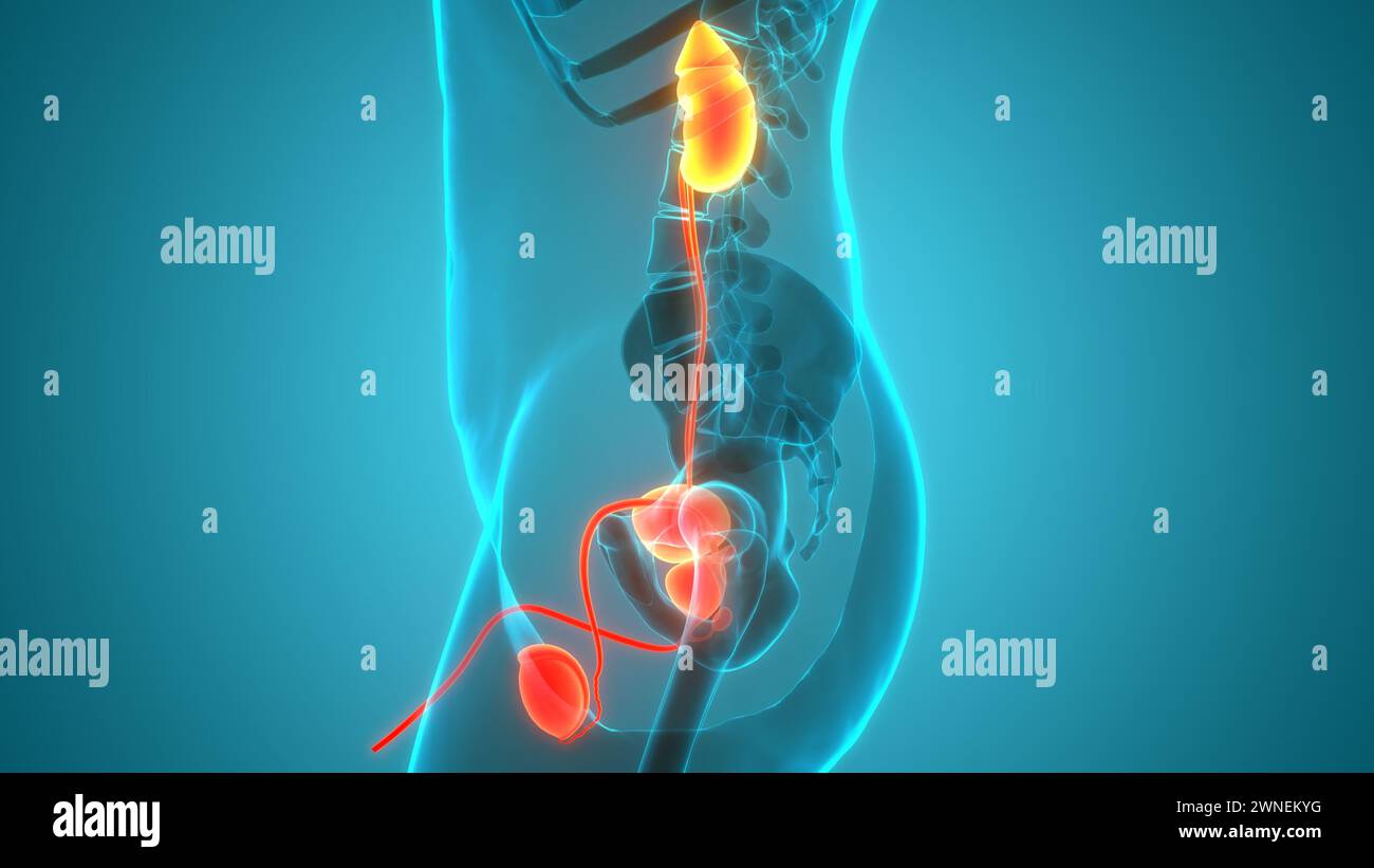 Human Urinary System Kidneys with Bladder Anatomy Stock Photo - Alamy