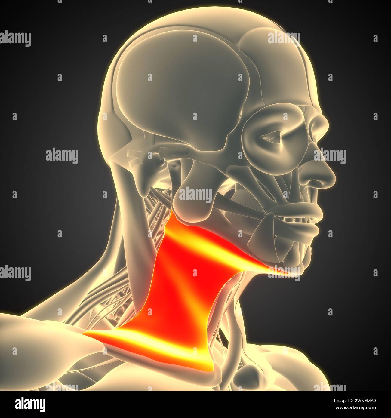 Human Body Muscular System Head Muscles Platysma Muscle Anatomy Stock ...