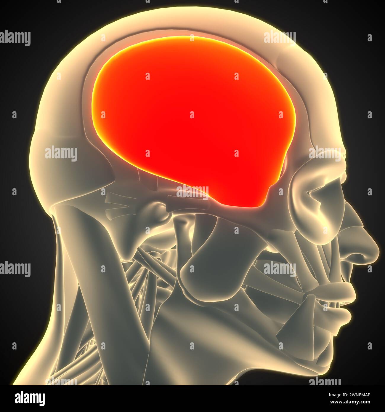 Human Body Muscular System Head Muscles Temporal Muscle Anatomy Stock Photo - Alamy