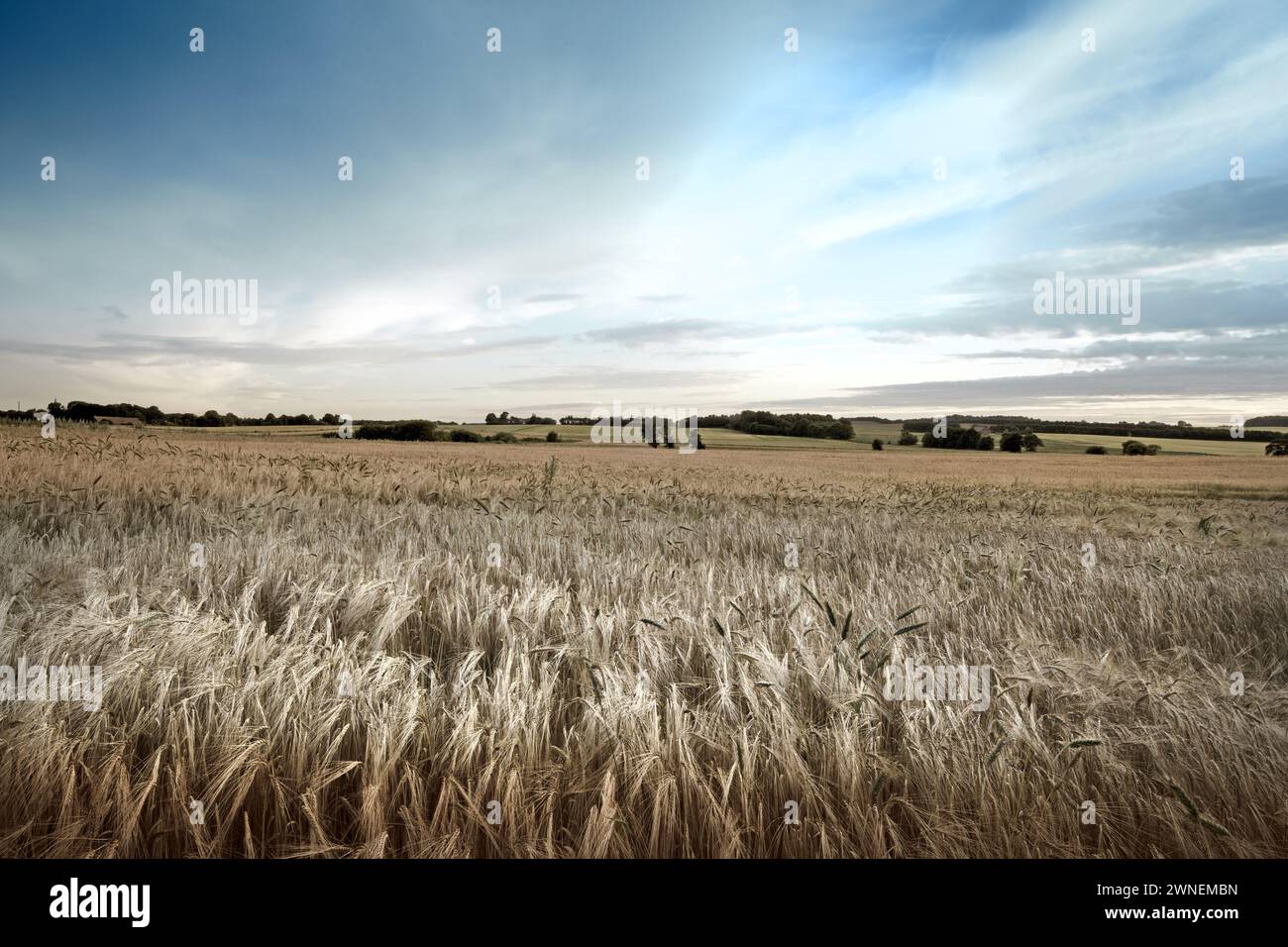 Agriculture, grass and wheat field in land of countryside, environment ...