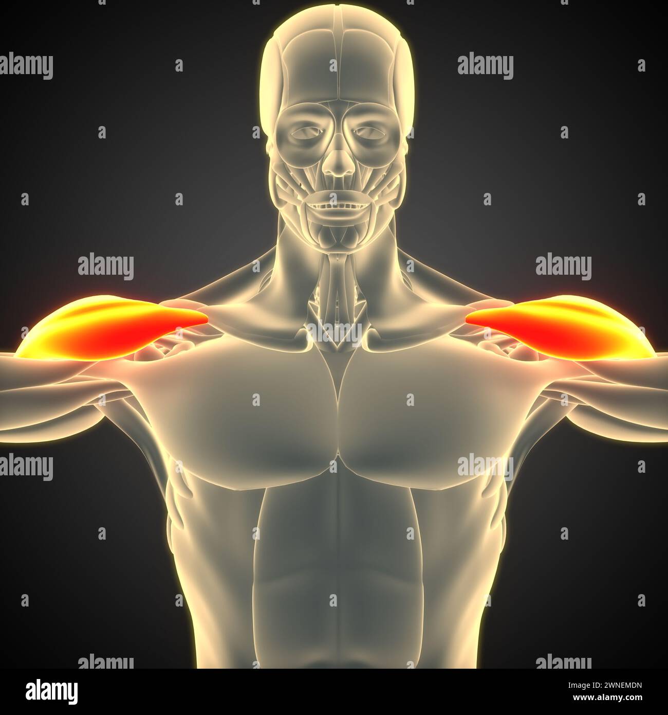 Human muscle of arm hi-res stock photography and images - Alamy