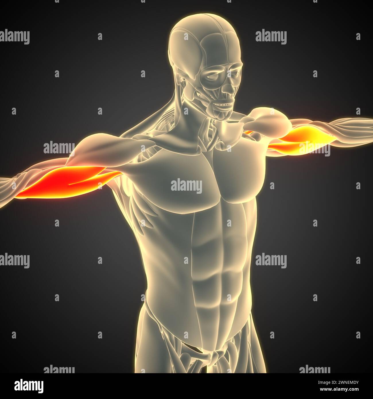 Biceps muscle anatomy hi-res stock photography and images - Alamy