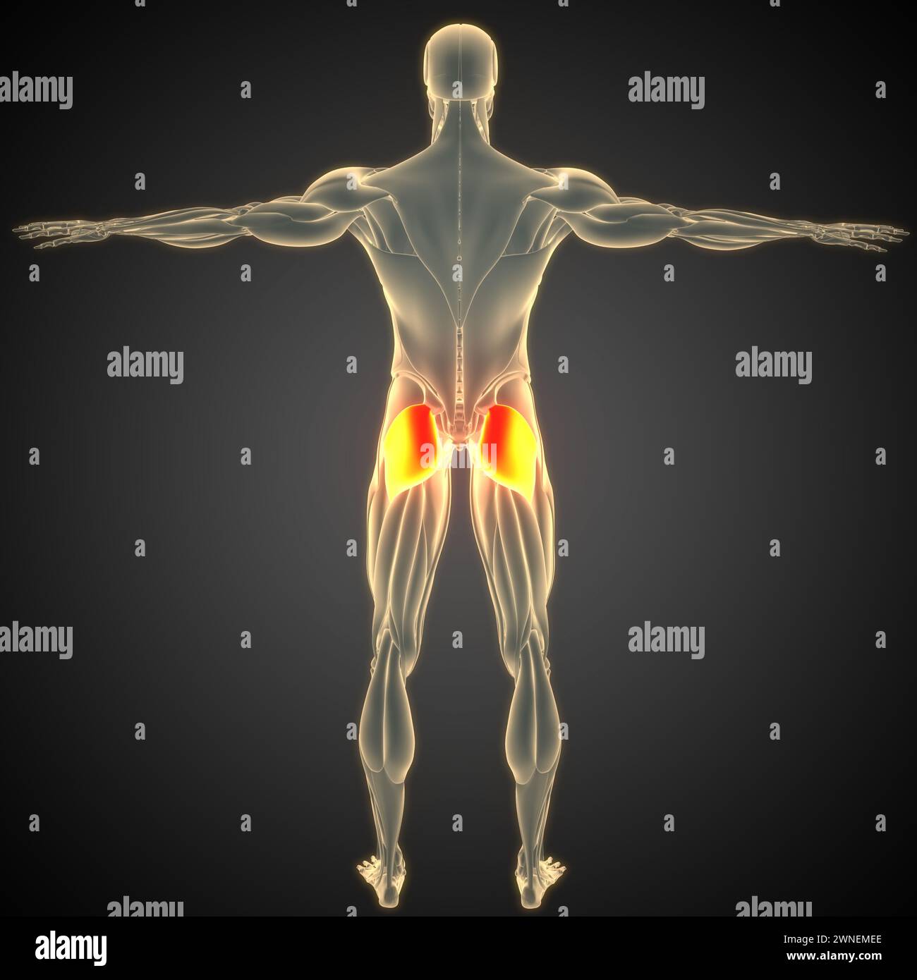 Human Muscular System Leg Muscles Gluteus Maximus Muscle Anatomy Stock ...