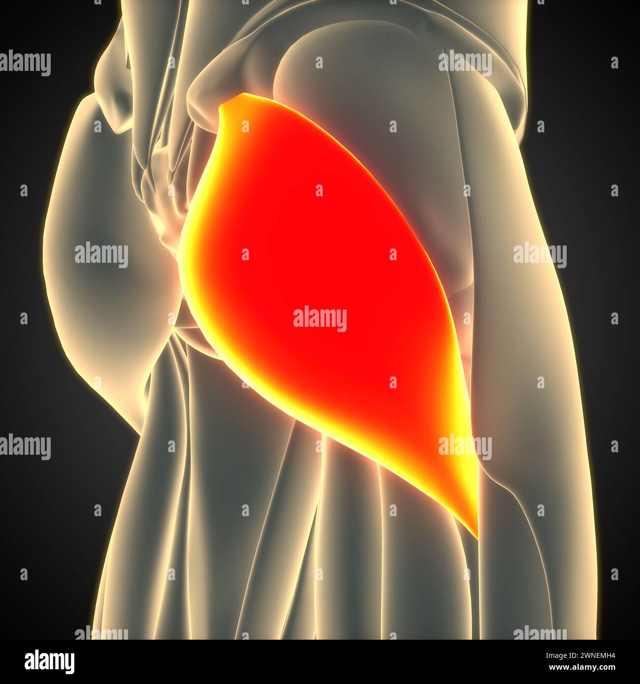 Human Muscular System Leg Muscles Gluteus Maximus Muscle Anatomy Stock ...