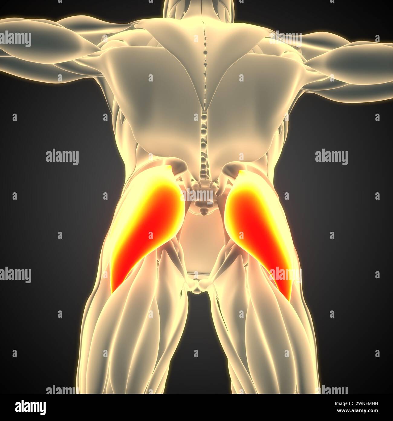 Human Muscular System Leg Muscles Gluteus Maximus Muscle Anatomy Stock ...