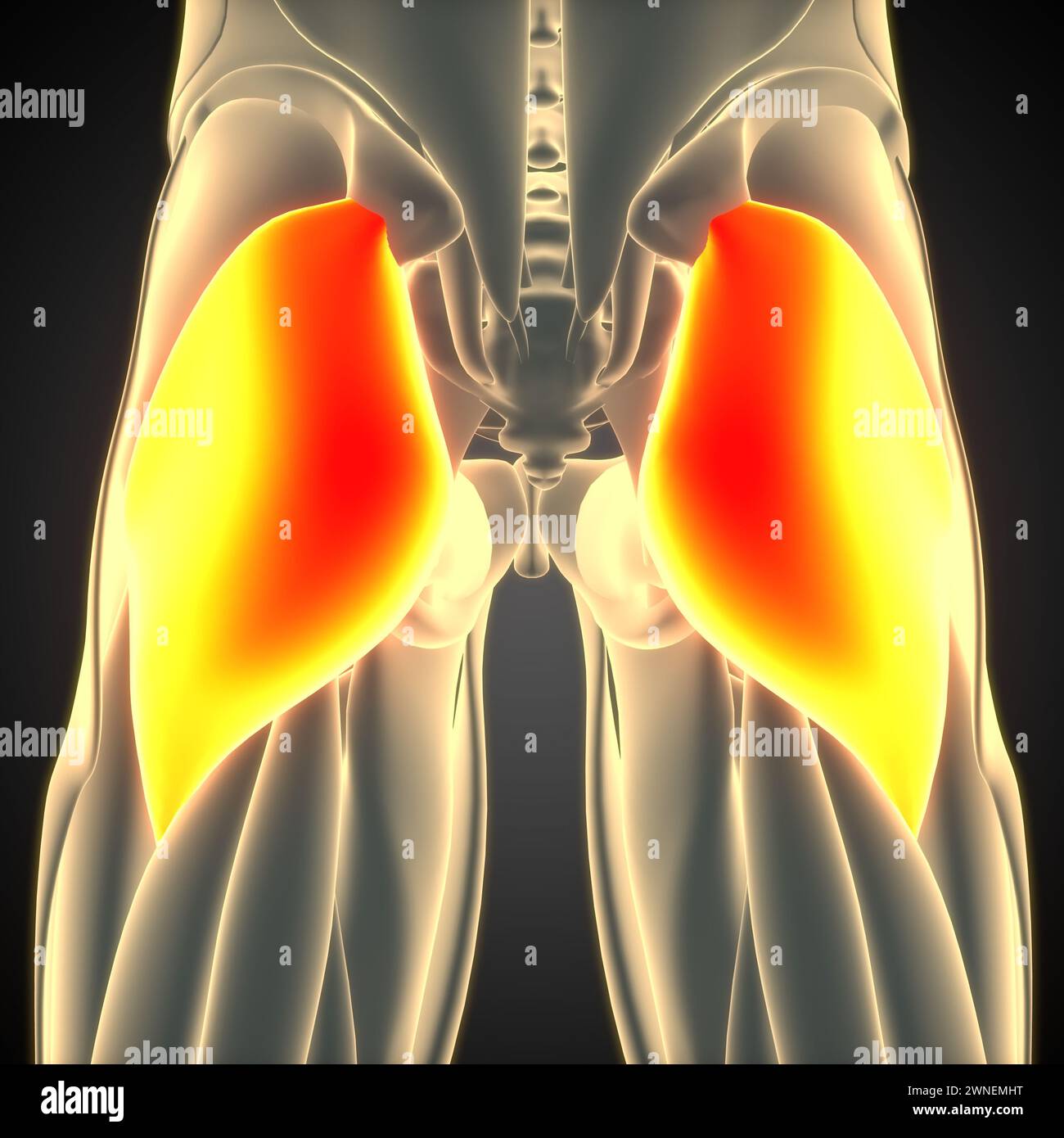 Human Muscular System Leg Muscles Gluteus Maximus Muscle Anatomy Stock ...