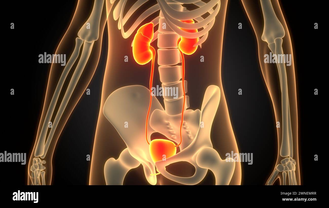 Human Urinary System Kidneys with Bladder Anatomy Stock Photo - Alamy