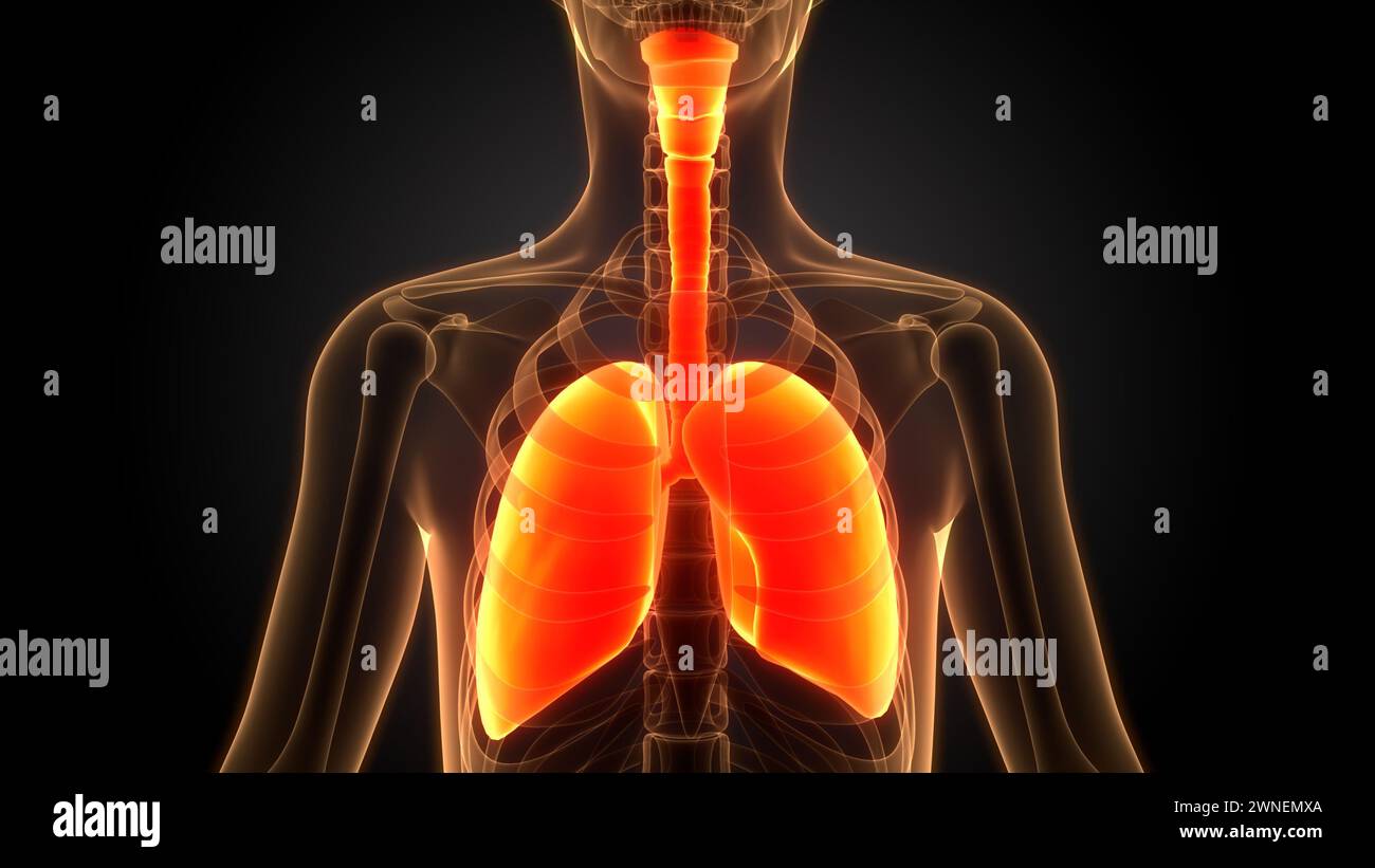Human Respiratory System Lungs Anatomy Stock Photo - Alamy