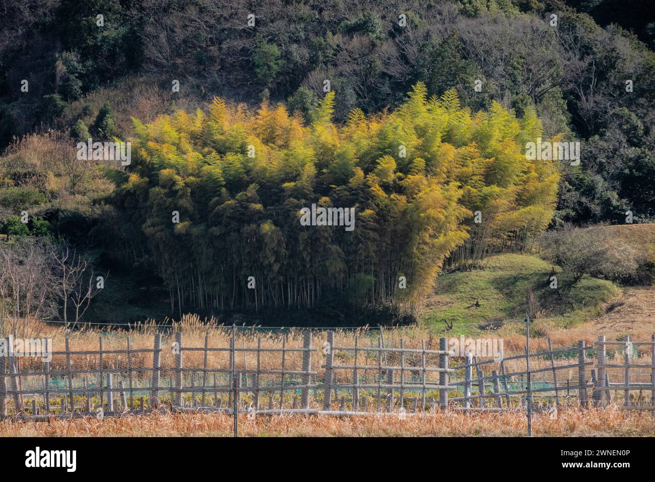 Bamboo forest on the Yamanobe no Michi trail, Nara, Japan Stock Photo - Alamy