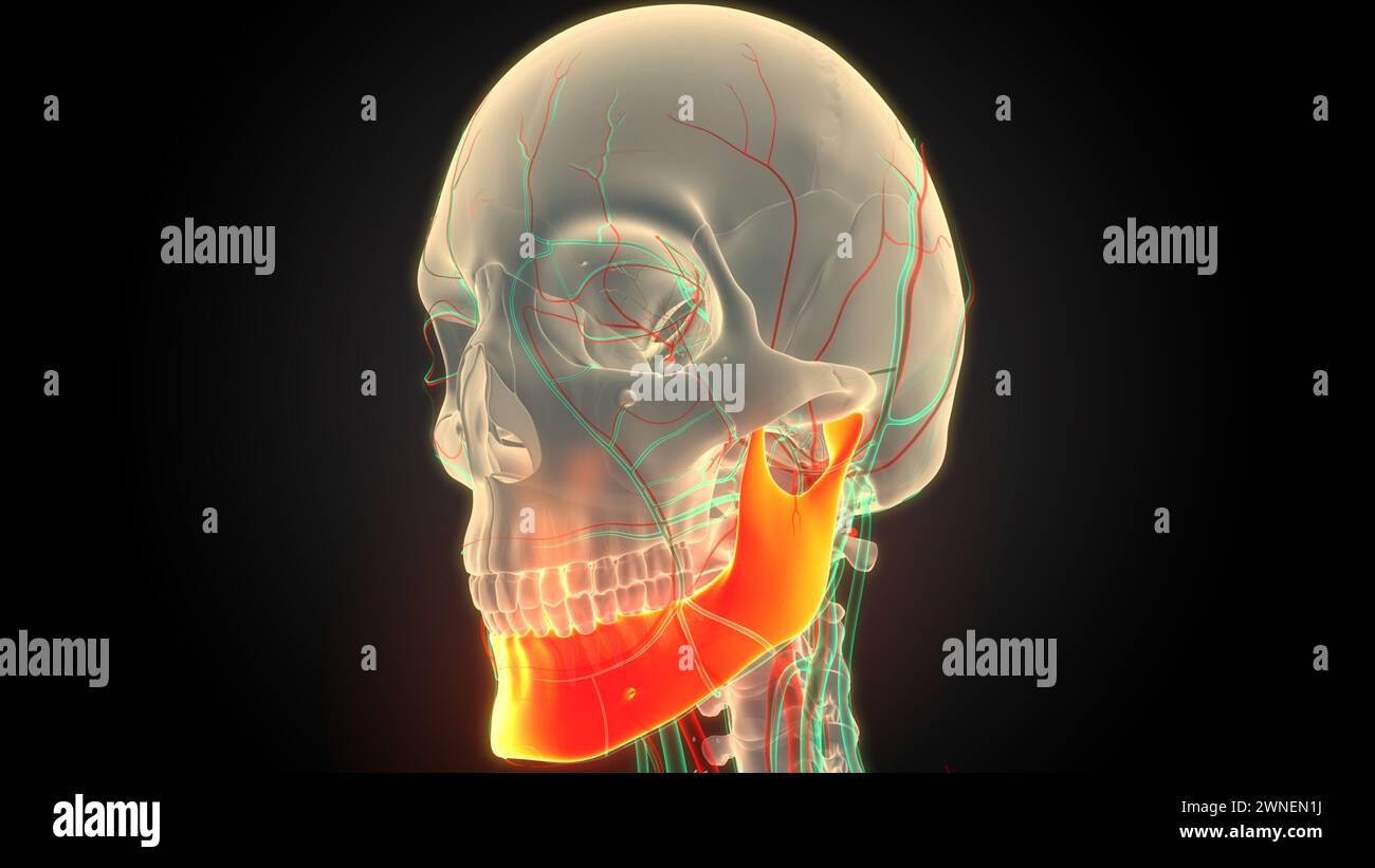 Human Skeleton System Skull Bone Parts Anatomy Stock Photo - Alamy