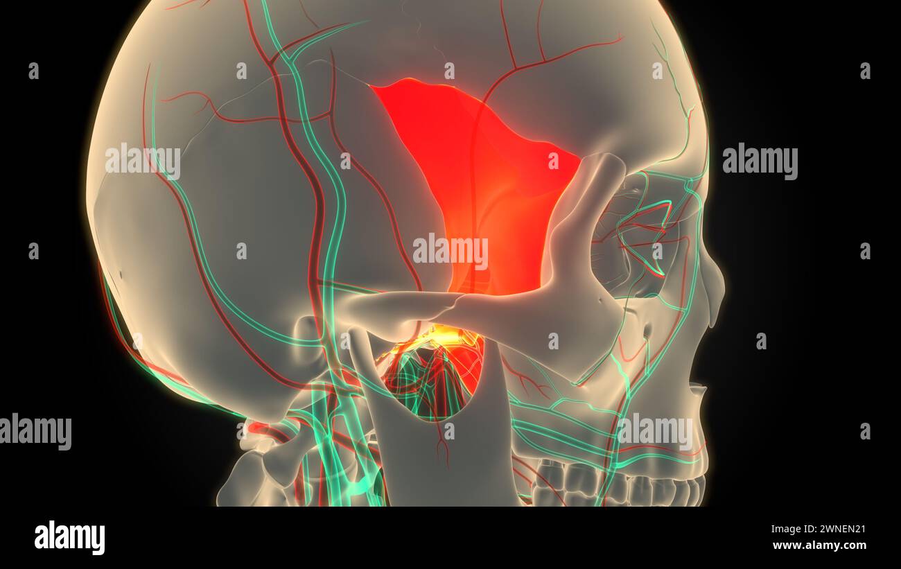 Human Skeleton System Skull Bone Parts Anatomy Stock Photo - Alamy