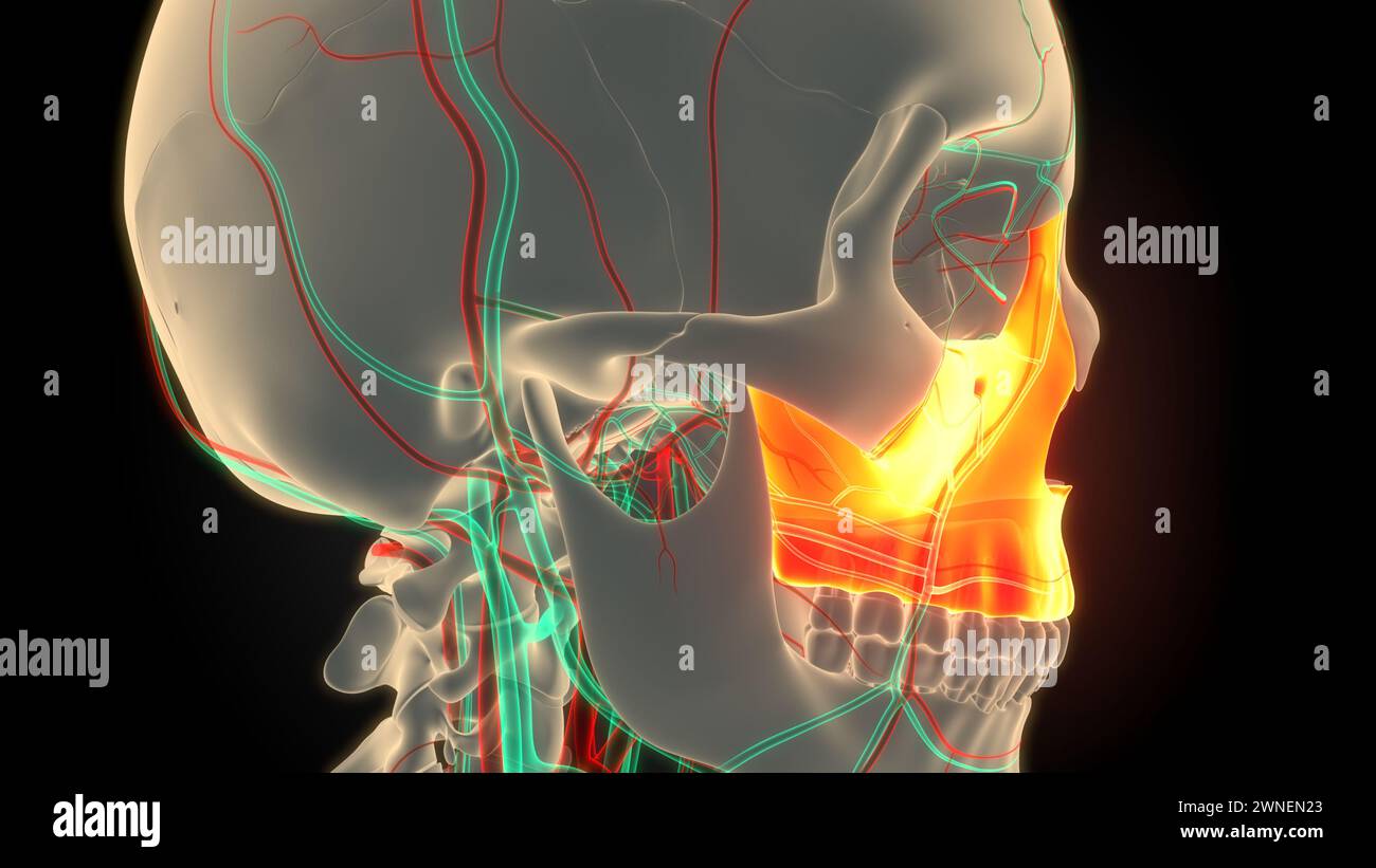 Human Skeleton System Skull Bone Parts Anatomy Stock Photo - Alamy