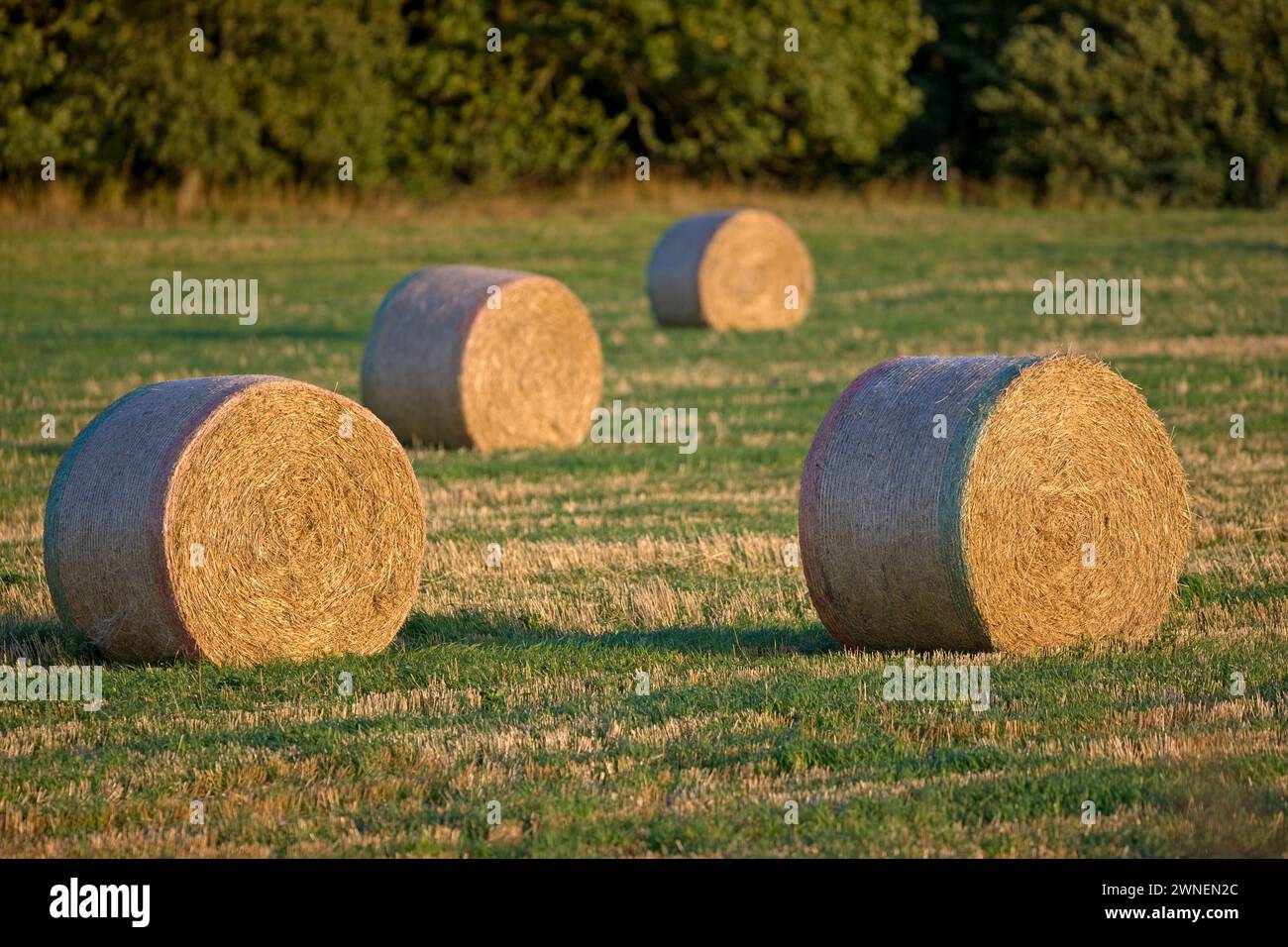 Countryside, field and ranch with hay in landscape, barn and farm in ...