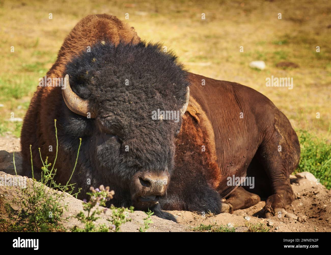 Nature, grass and bison at countryside in summer with farm, agriculture ...