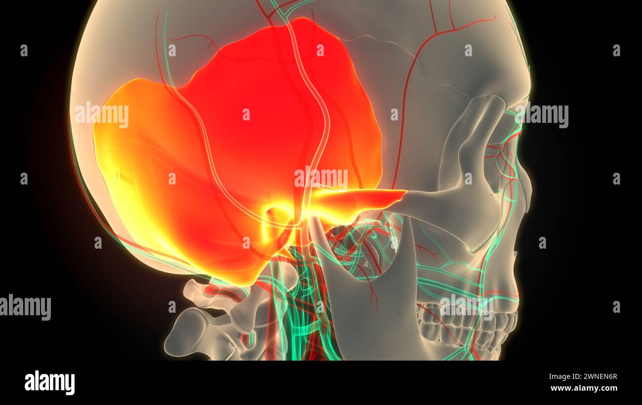 Human Skeleton System Skull Bone Parts Anatomy Stock Photo - Alamy