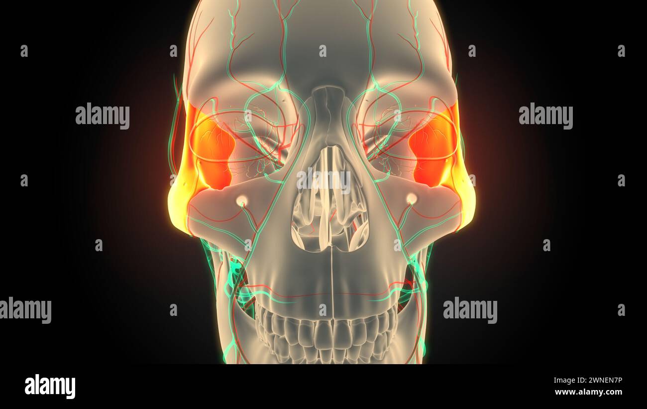 Human Skeleton System Skull Bone Parts Anatomy Stock Photo - Alamy