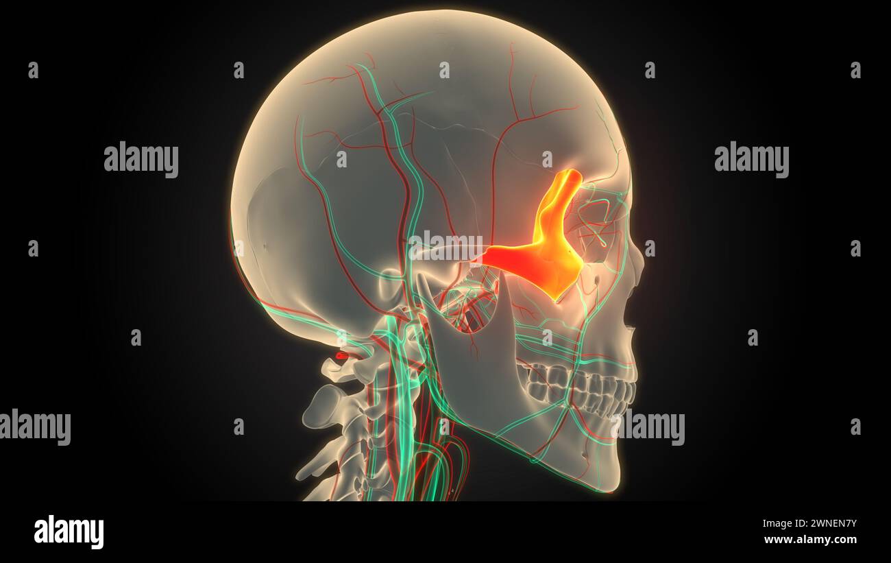 Human Skeleton System Skull Bone Parts Anatomy Stock Photo - Alamy