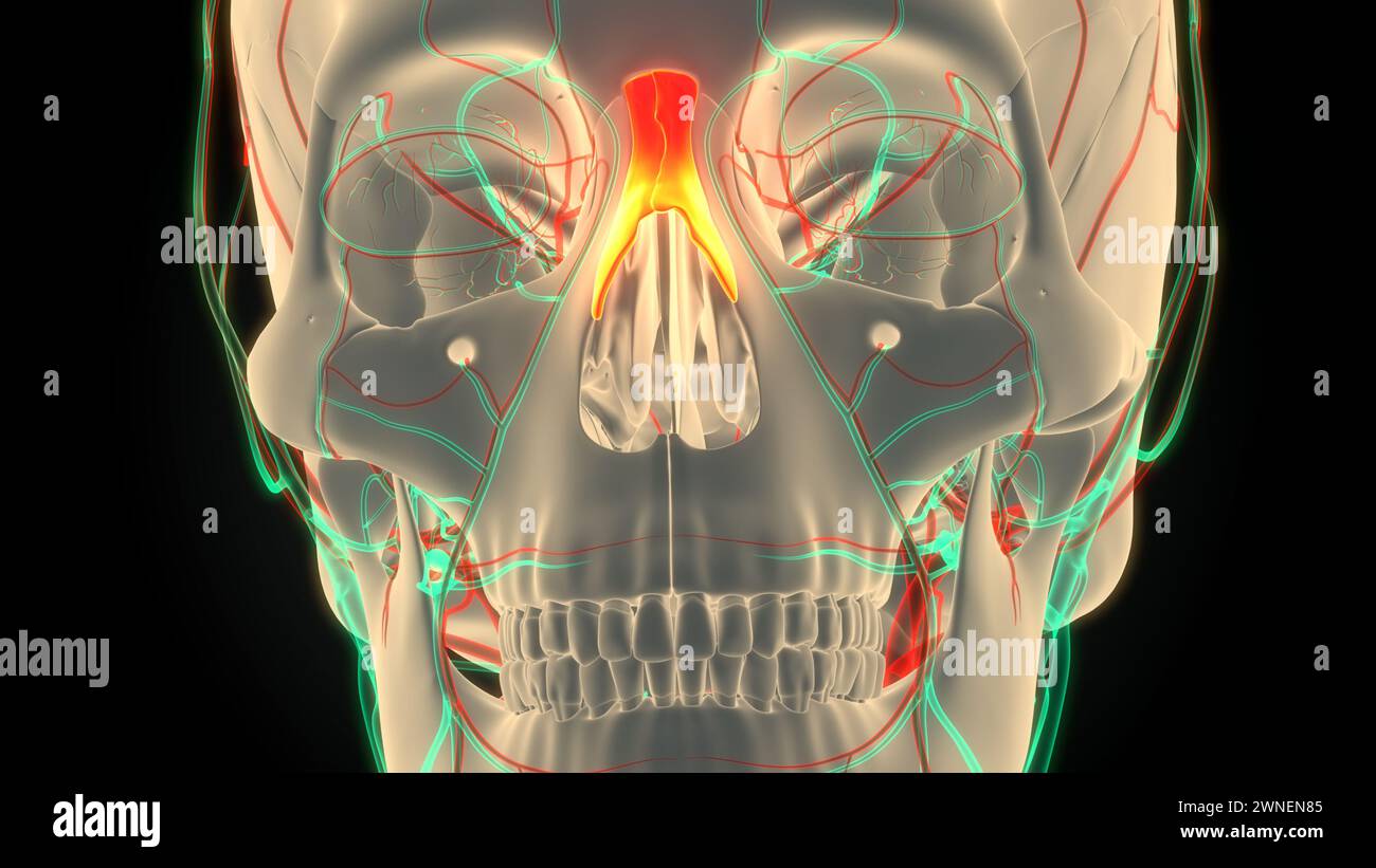 Human Skeleton System Skull Bone Parts Anatomy Stock Photo - Alamy