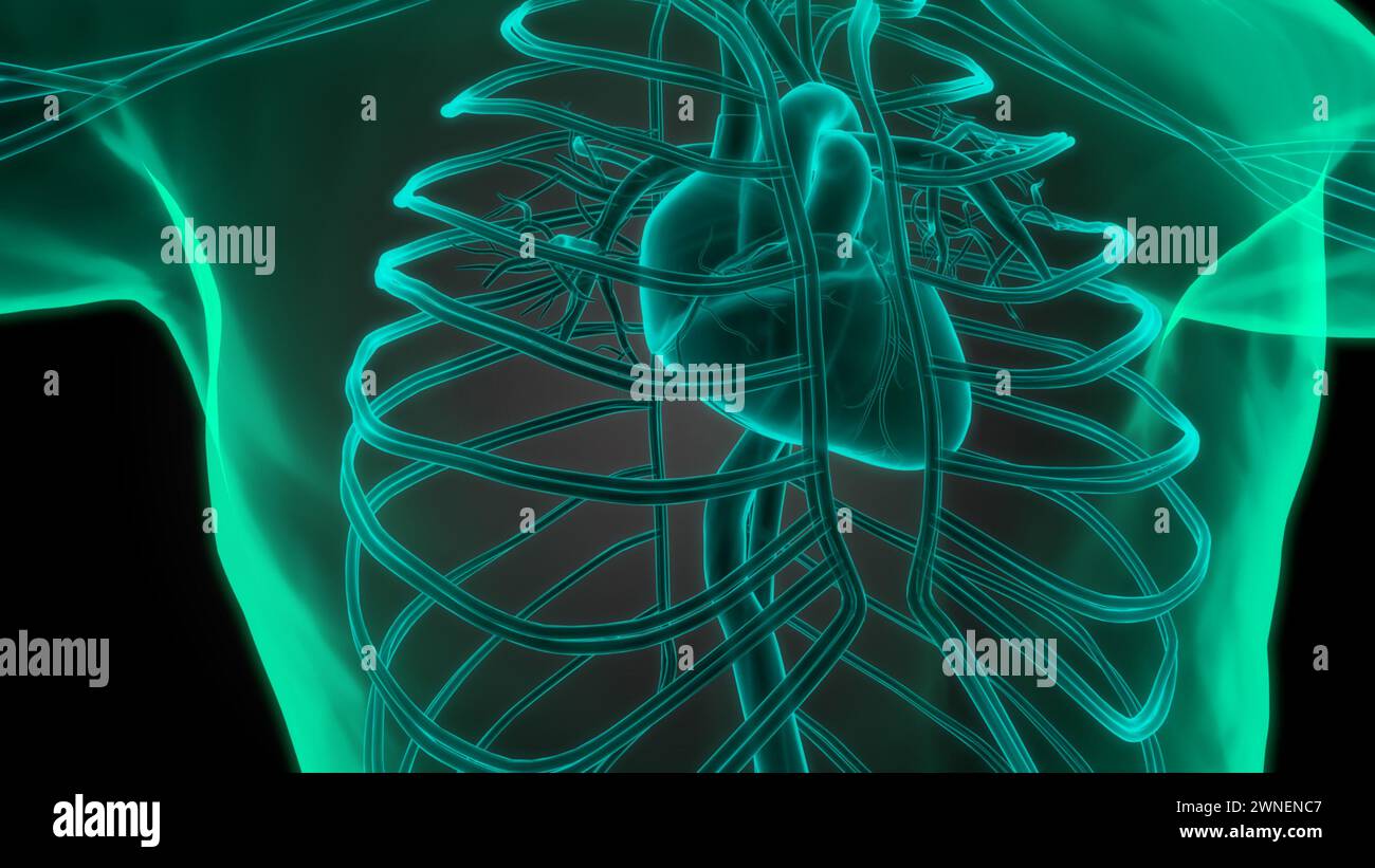Human Circulatory System Heart Anatomy Stock Photo - Alamy