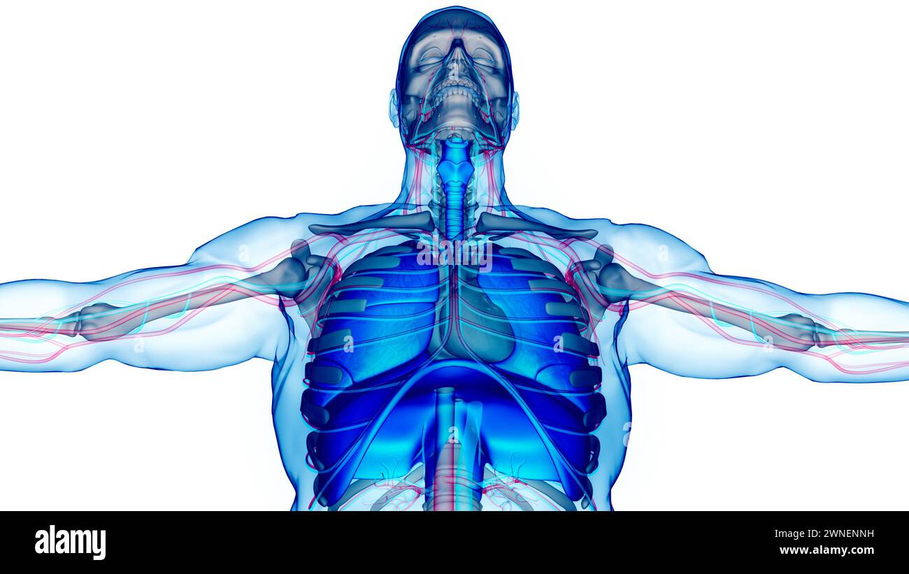 Human Respiratory System Lungs Anatomy Stock Photo - Alamy