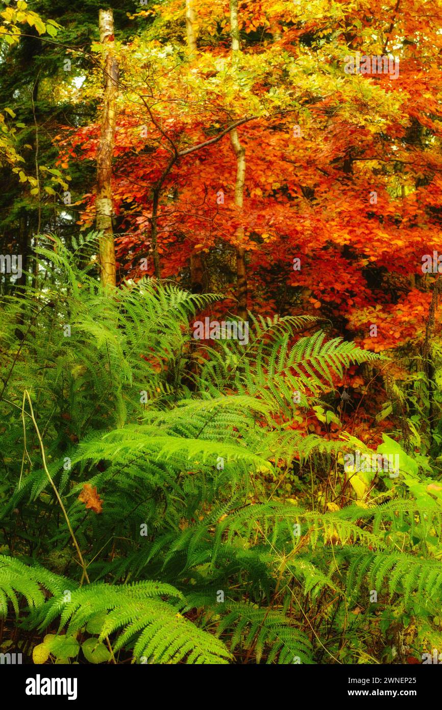 Nature, forest and seasons with ferns for growth, sustainable ...