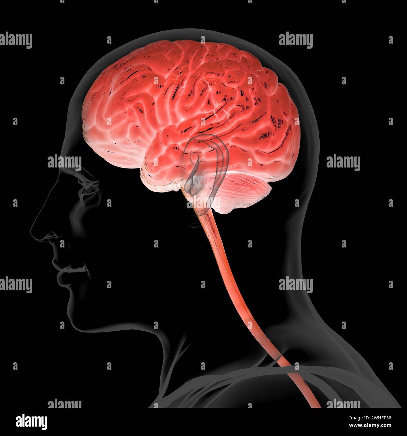 Central Organ of Human Nervous System Brain Anatomy Stock Photo - Alamy