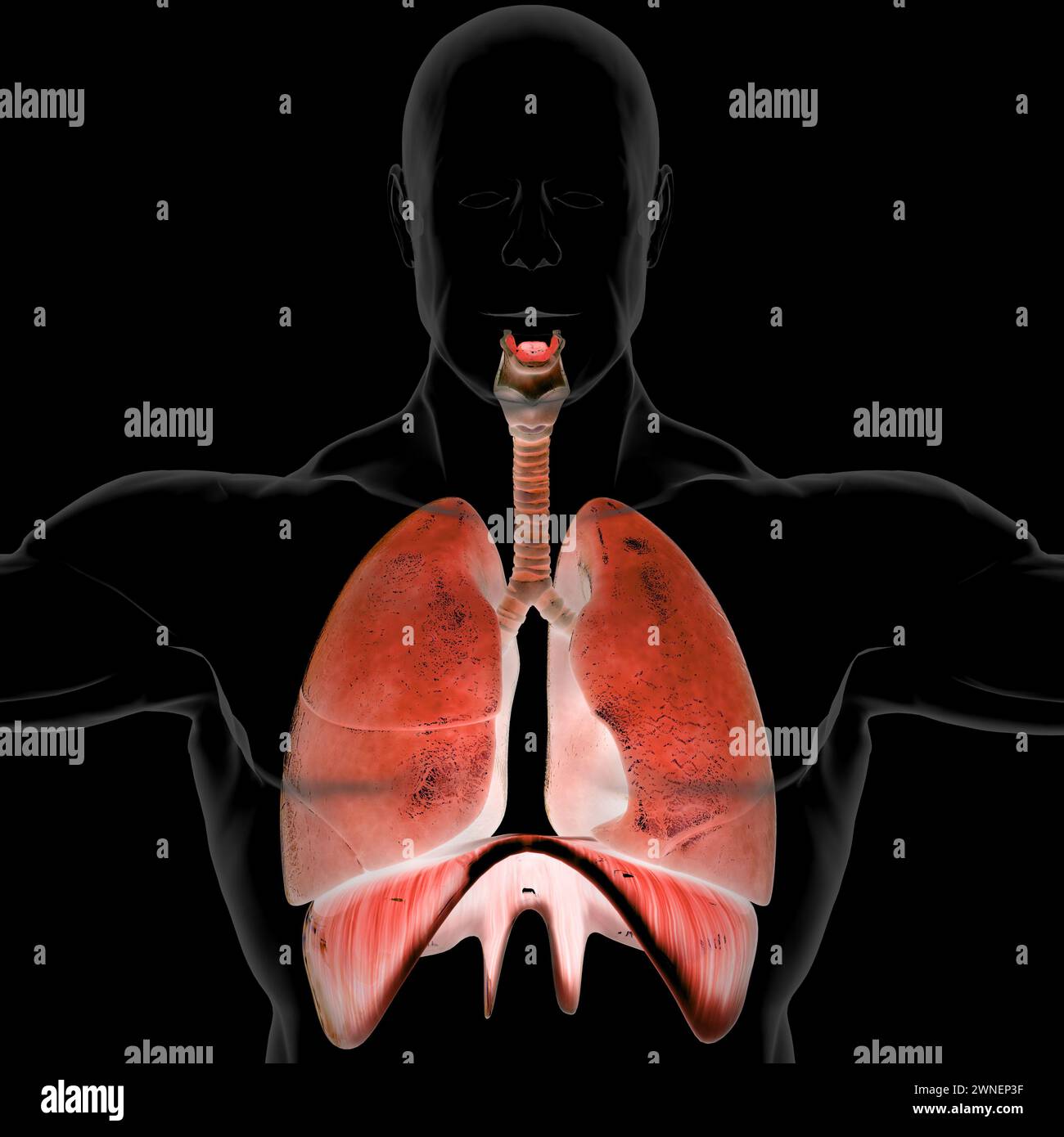 Human Respiratory System Lungs Anatomy Stock Photo - Alamy