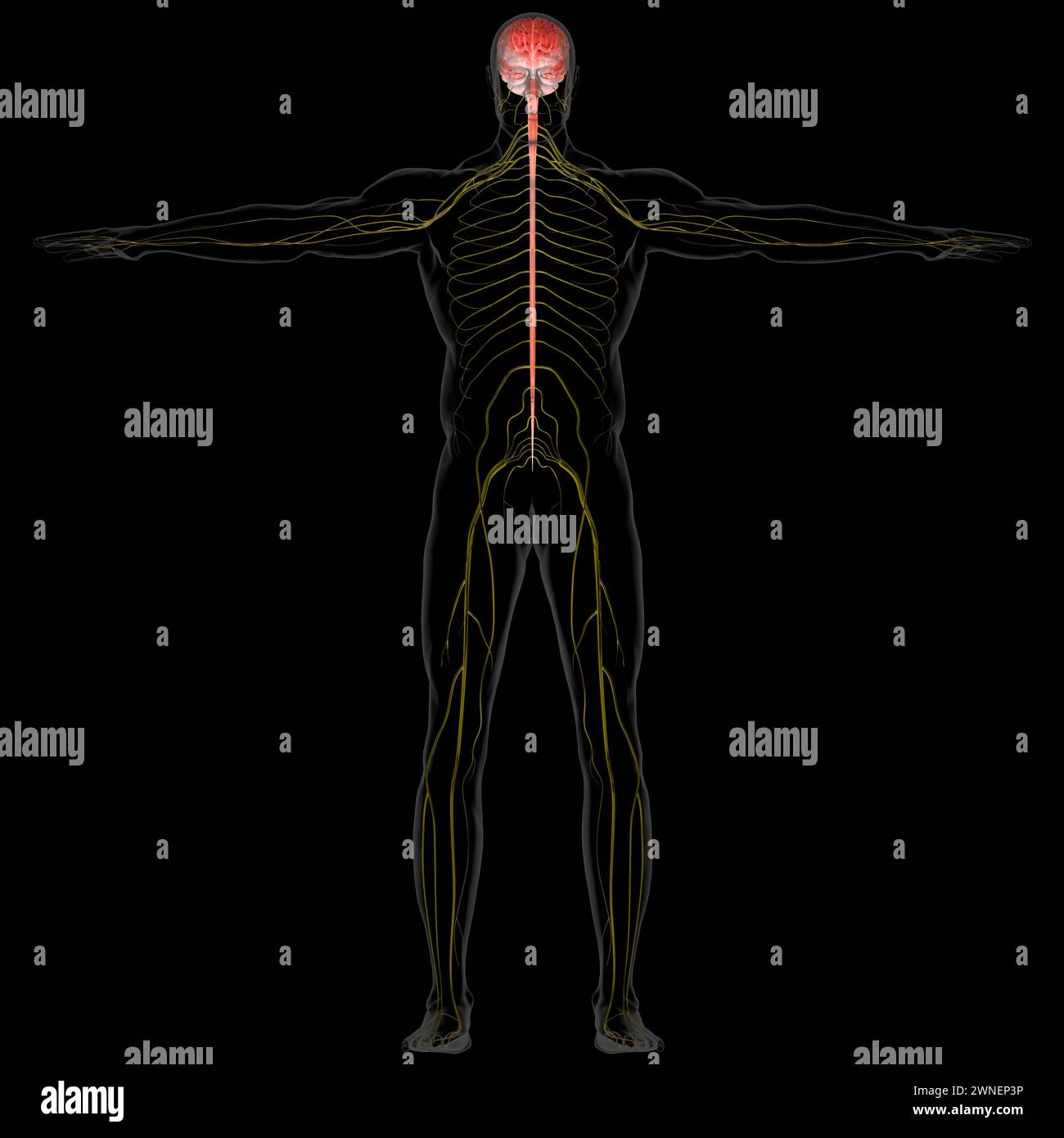 Central Organ of Human Nervous System Brain Anatomy Stock Photo - Alamy
