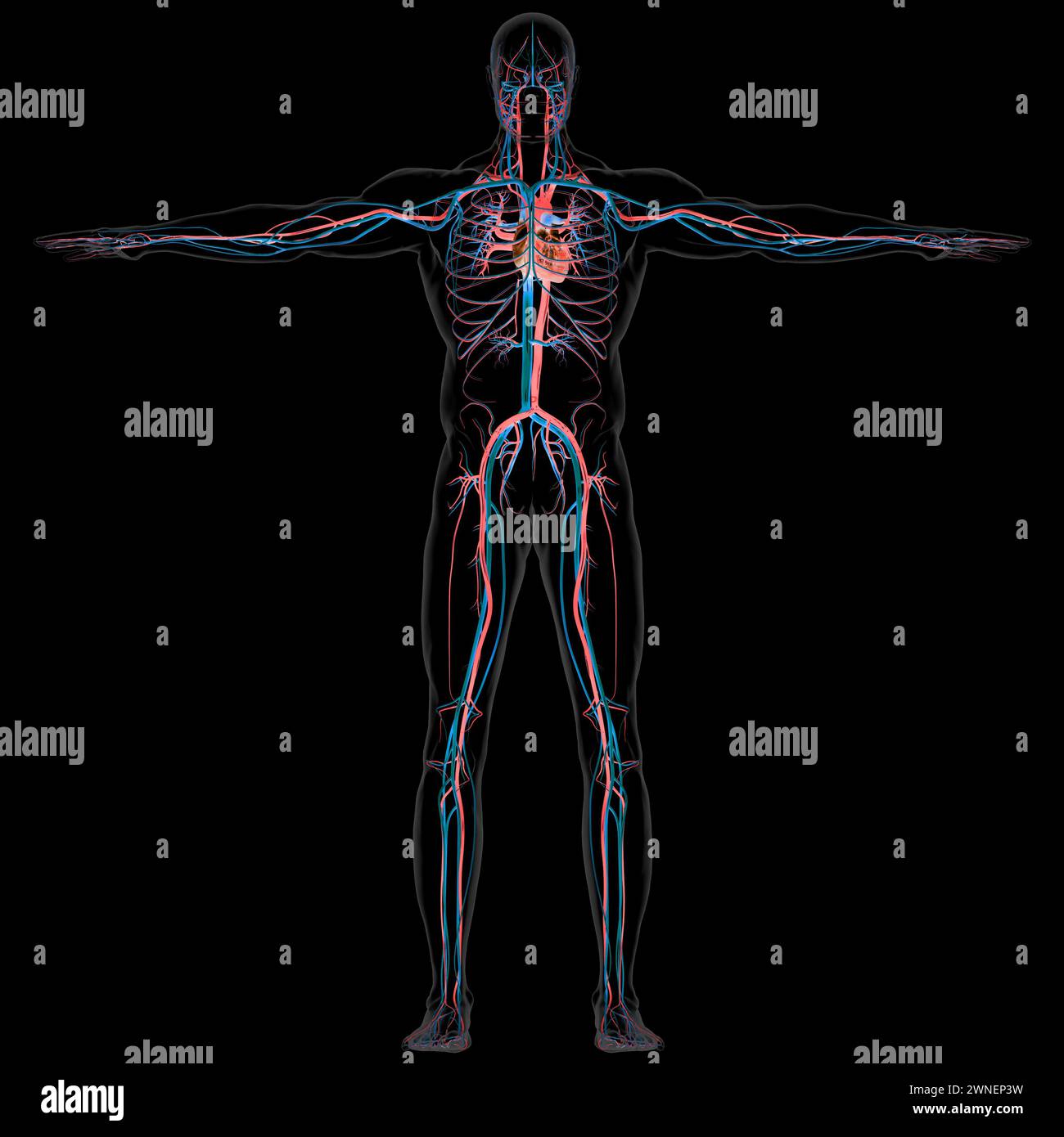 Human Circulatory System Heart Anatomy Stock Photo - Alamy