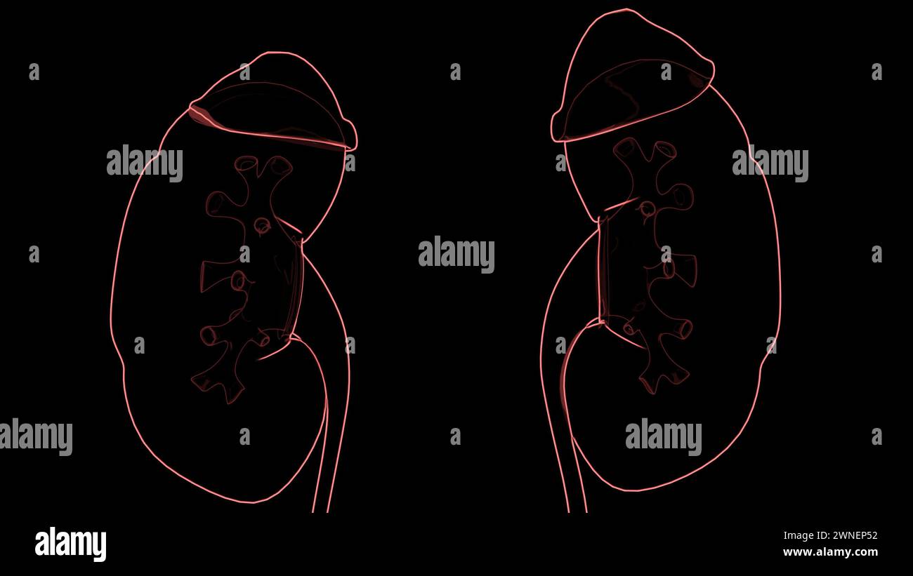 Human Urinary System Kidneys with Bladder Anatomy Stock Photo - Alamy
