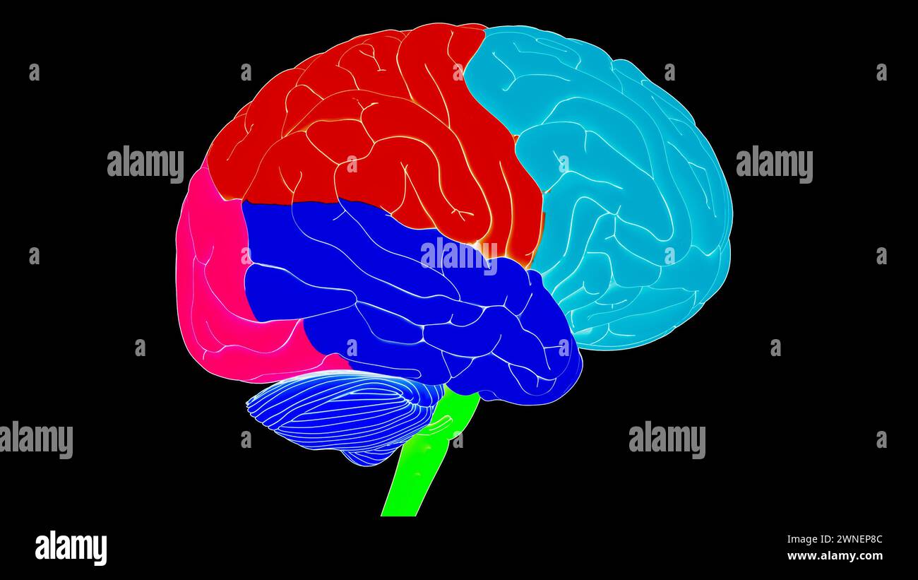 Central Organ of Human Nervous System Brain Anatomy Stock Photo - Alamy