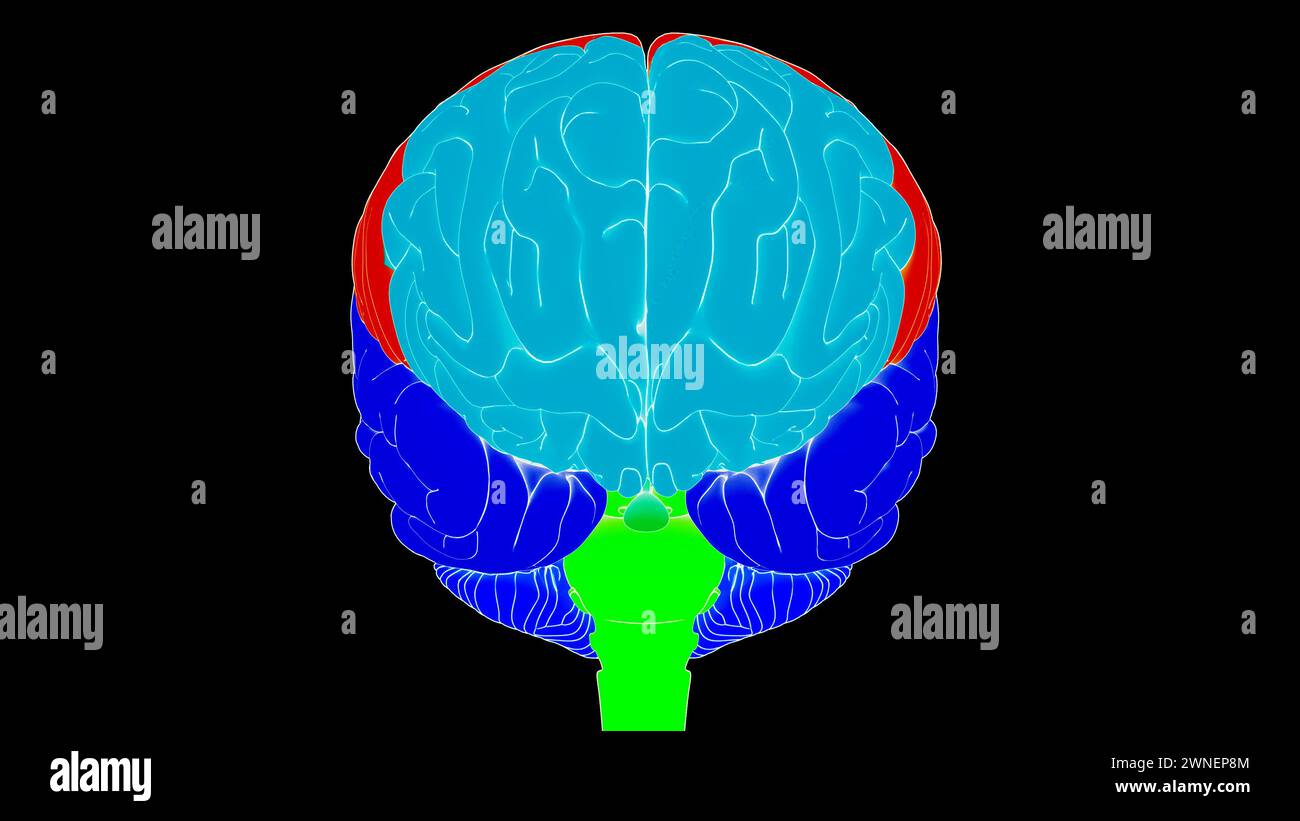 Central Organ of Human Nervous System Brain Anatomy Stock Photo - Alamy