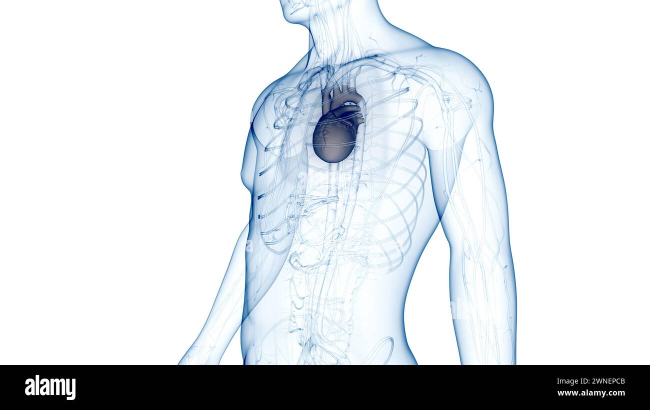 Human Circulatory System Heart Anatomy Stock Photo - Alamy