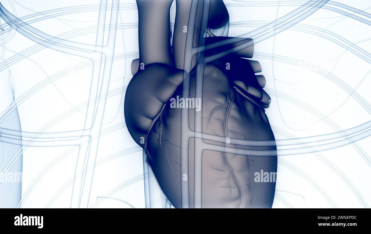 Human Circulatory System Heart Anatomy Stock Photo - Alamy