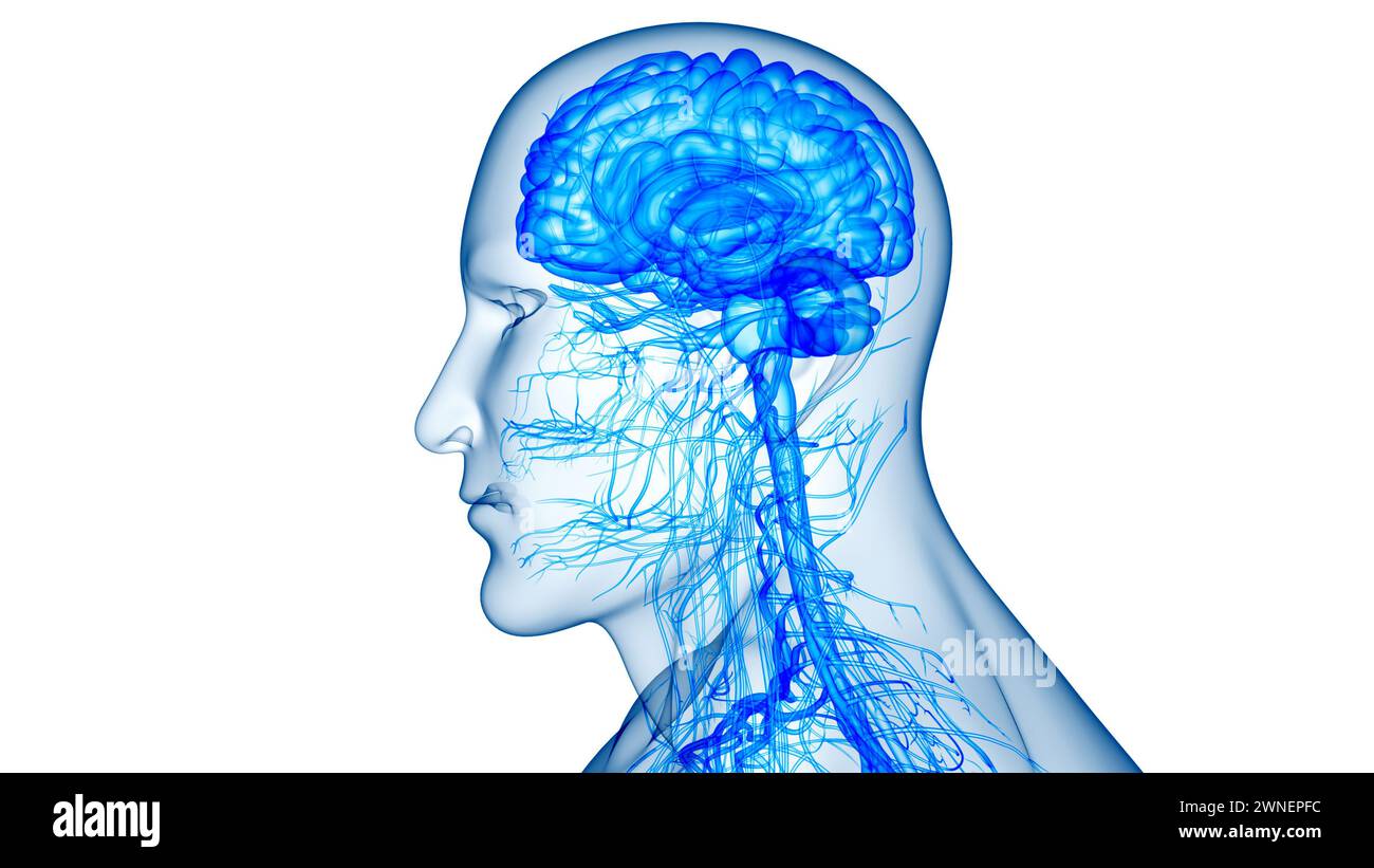 Central Organ of Human Nervous System Brain Anatomy Stock Photo - Alamy