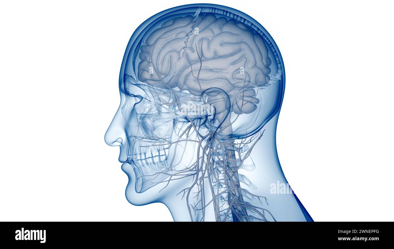 Central Organ of Human Nervous System Brain Anatomy Stock Photo - Alamy