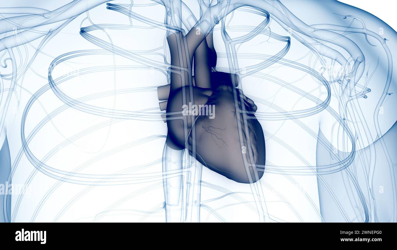Human Circulatory System Heart Anatomy Stock Photo - Alamy